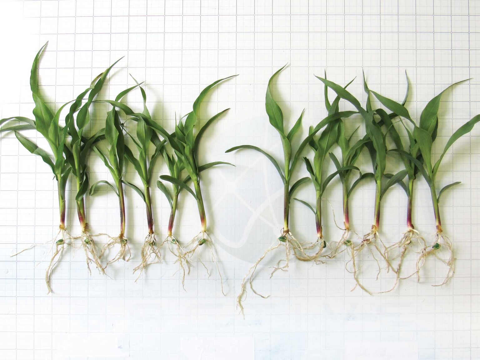 Active VPR™ PLUS - Active AgriScience