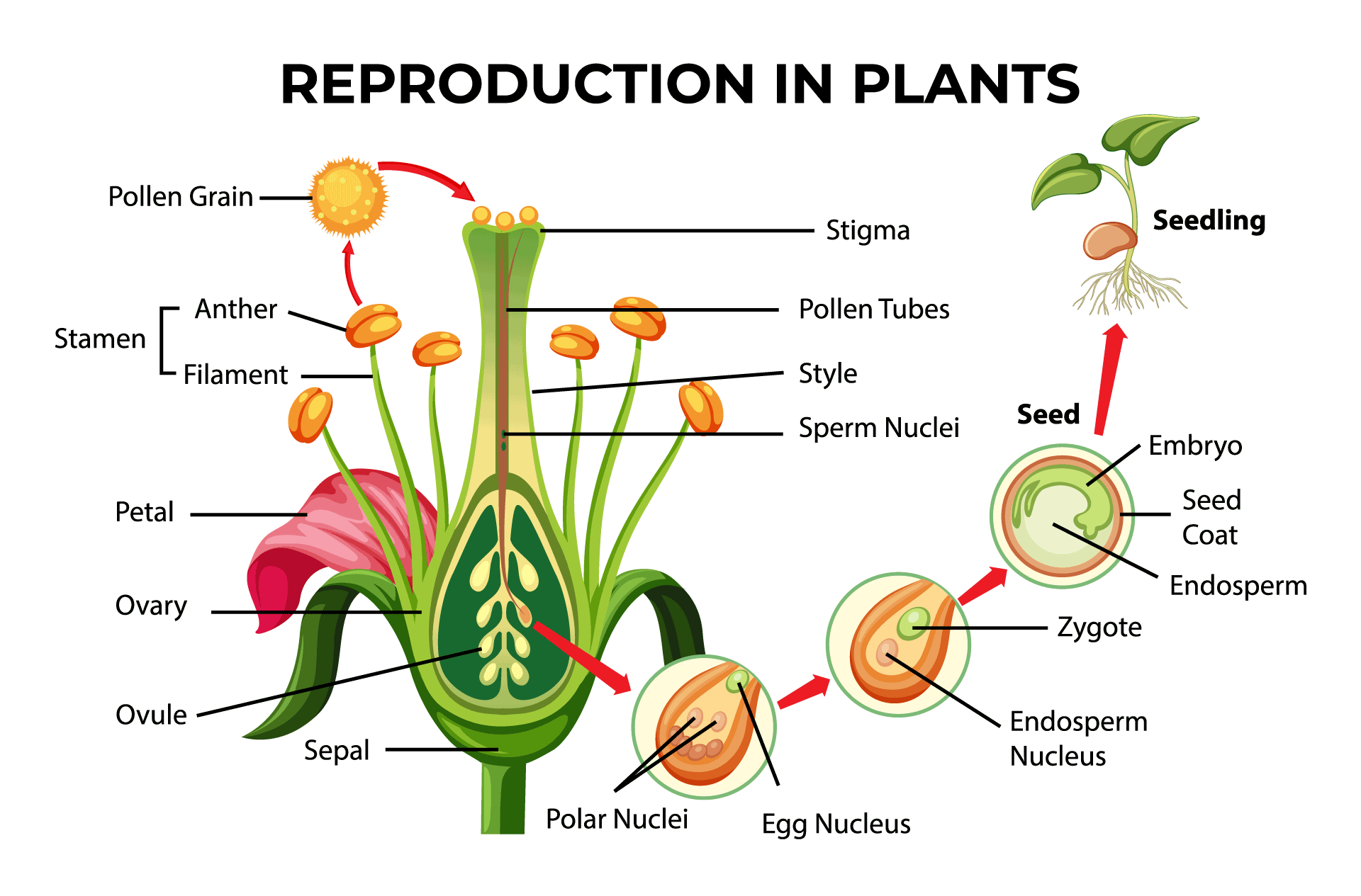 Pollinators Pollination And Products Active AgriScience